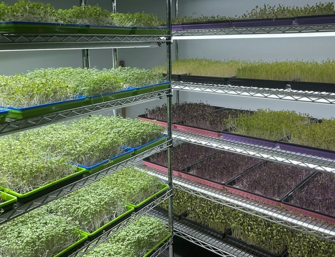 Microgreens - Growing Puerto Rico