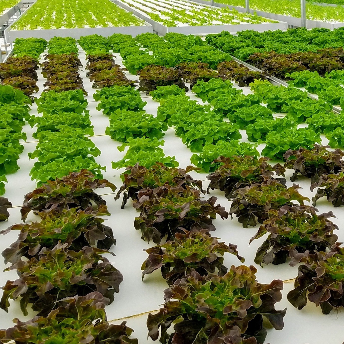 Agriculture for a sustainable Puerto Rico - Growing Puerto Rico