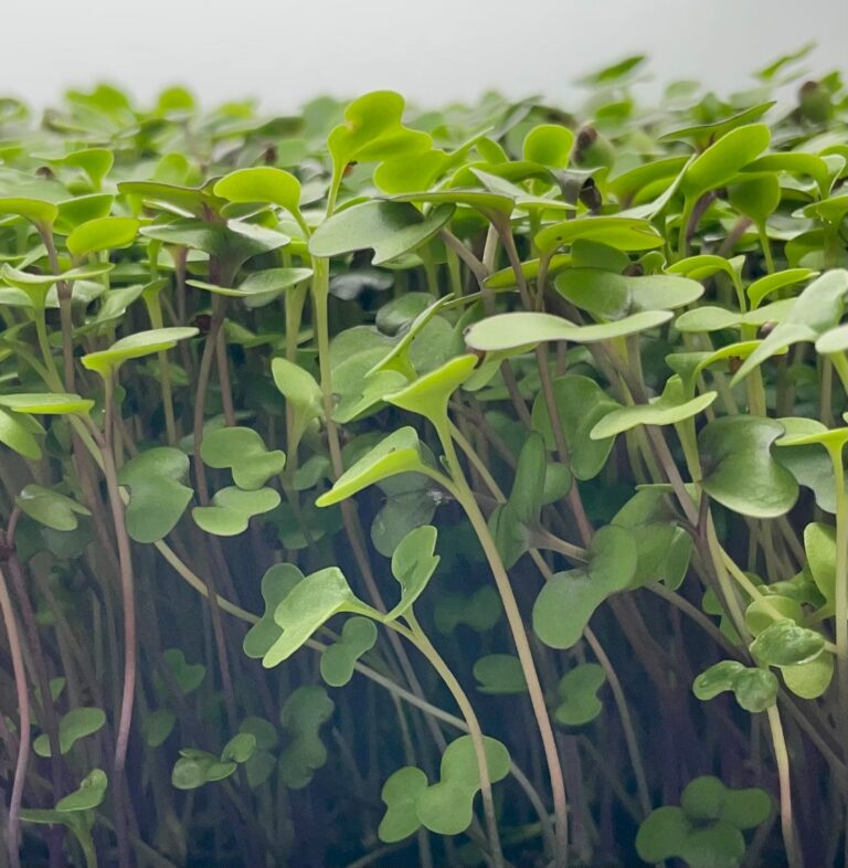 Microgreens - Growing Puerto Rico