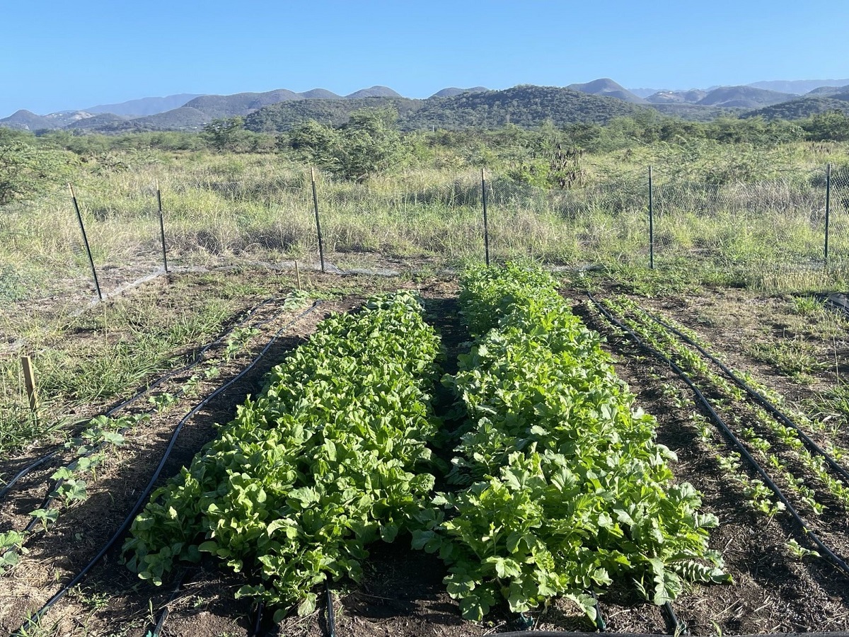 Our Farm - Growing Puerto Rico