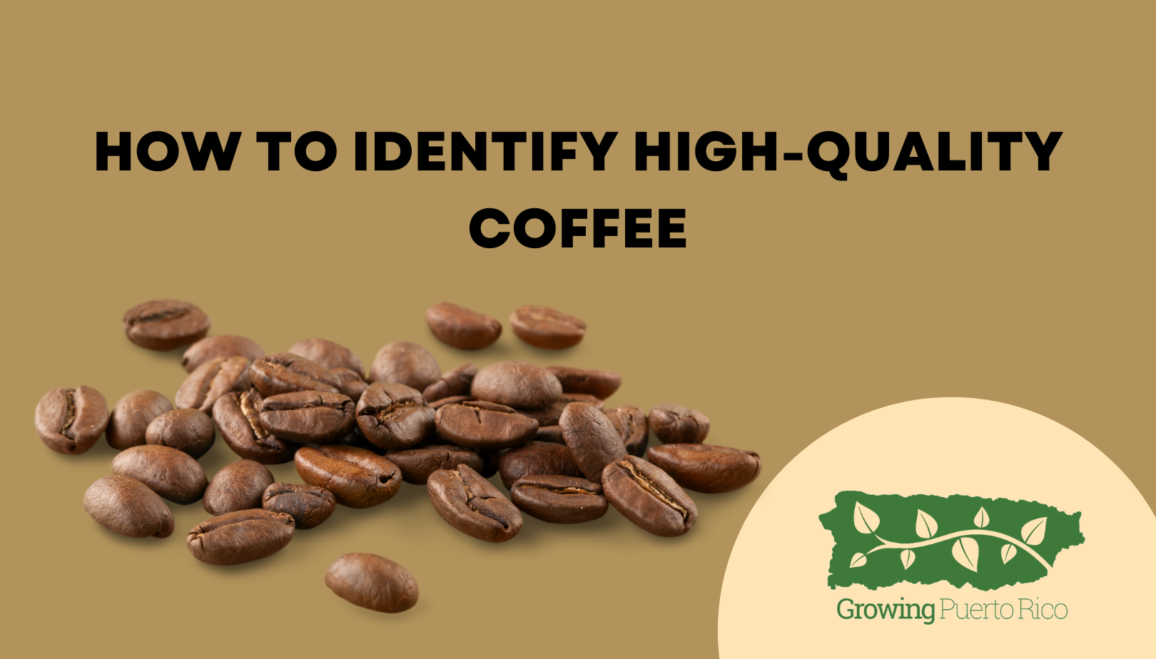 How to Identify High-Quality Coffee - Growing Puerto Rico